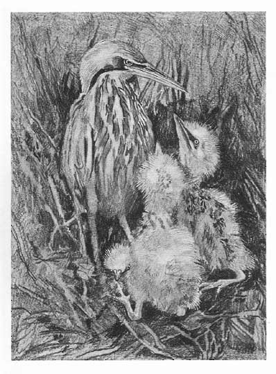Reproducción - American Bittern - Botaurus lentiginosus - Birds of the ...