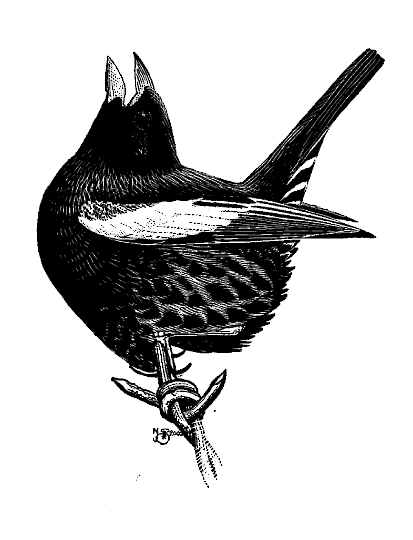 Lark Bunting Drawing