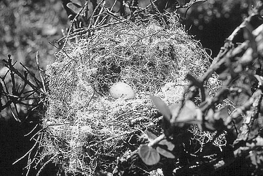 Breeding - Maui Parrotbill - Pseudonestor xanthophrys - Birds of the World