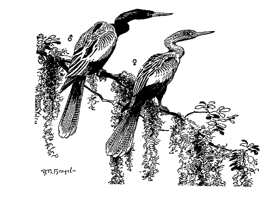 Anhinga Black And White