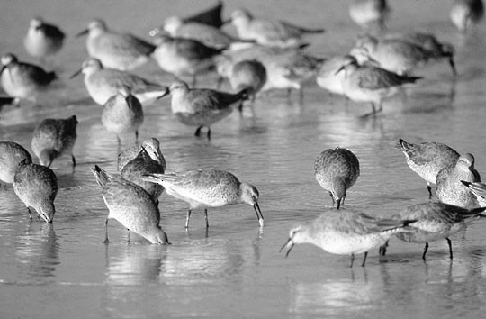 Dieta y alimentación - Red Knot - Calidris canutus - Birds of the World