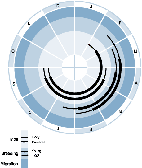 Breeding - Akikiki - Oreomystis bairdi - Birds of the World