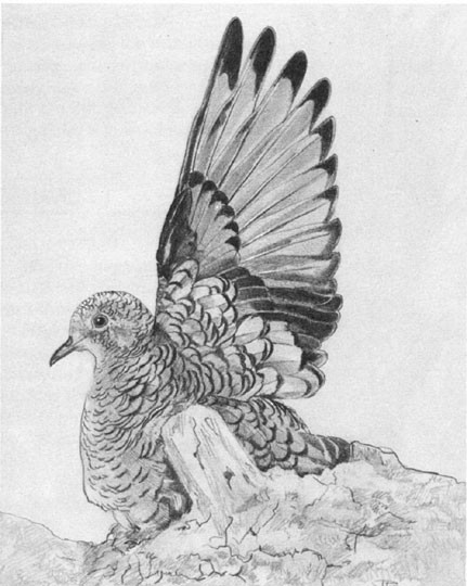 Inca Dove In Flight