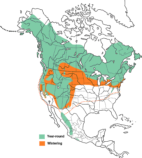 Northern Goshawk Range