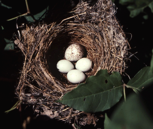 Indigo Bunting Nest