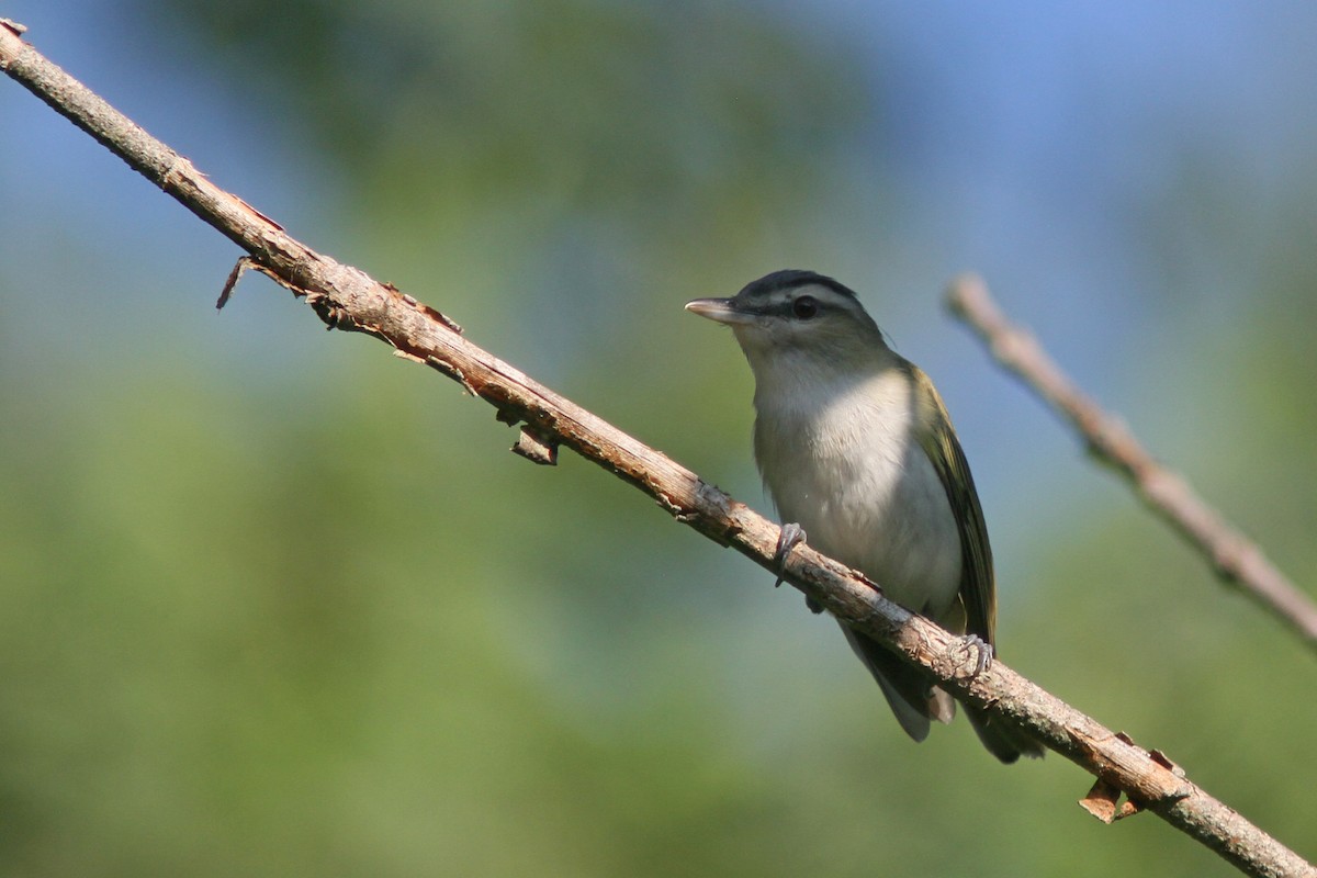 eBird Checklist - 18 Jul 2020 - Prescott field survey-Observatory ...