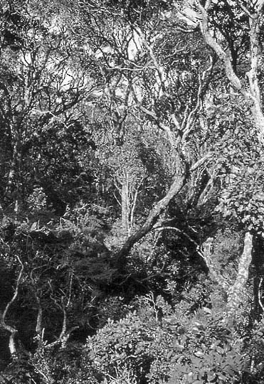 Habitat - Poo-uli - Melamprosops phaeosoma - Birds of the World