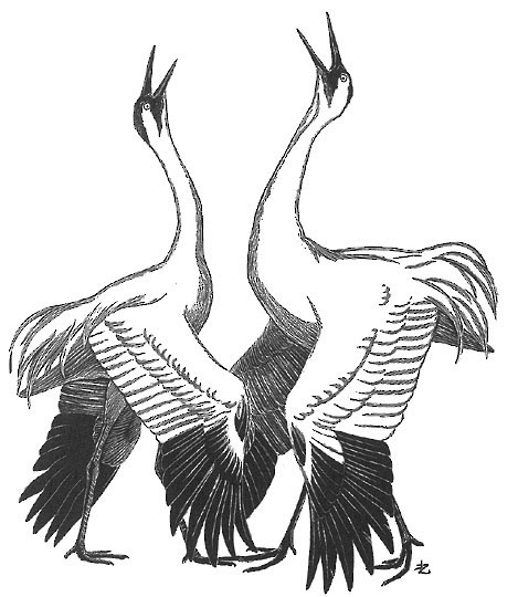 Whooping Crane Drawing