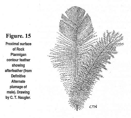 Plumajes, Mudas y estructura - Rock Ptarmigan - Lagopus muta - Birds of ...