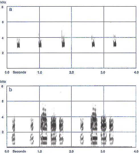 Sounds and Vocal Behavior - Green-winged Teal - Anas crecca - Birds of ...