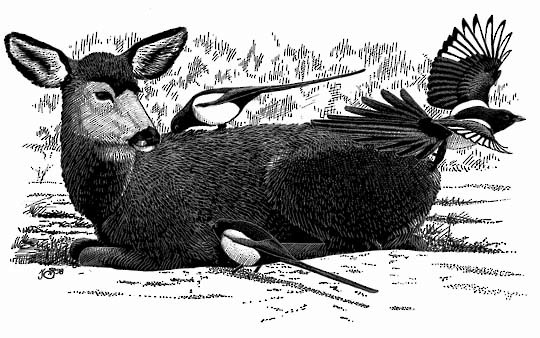 Dieta y alimentación - Black-billed Magpie - Pica hudsonia - Birds of ...