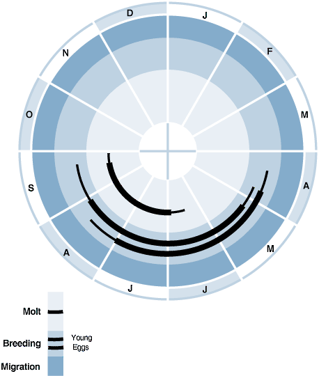 Nidificação - Audubon's Oriole - Icterus graduacauda - Birds of the World