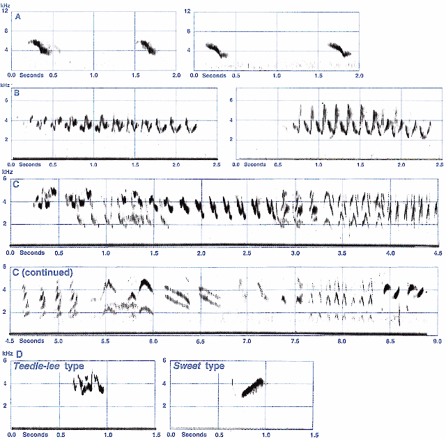Sounds and Vocal Behavior - Maui Akepa - Loxops ochraceus - Birds of ...