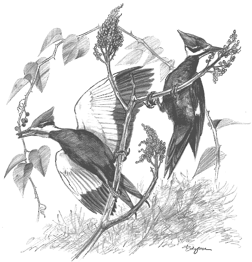 Pileated Woodpecker Drawing
