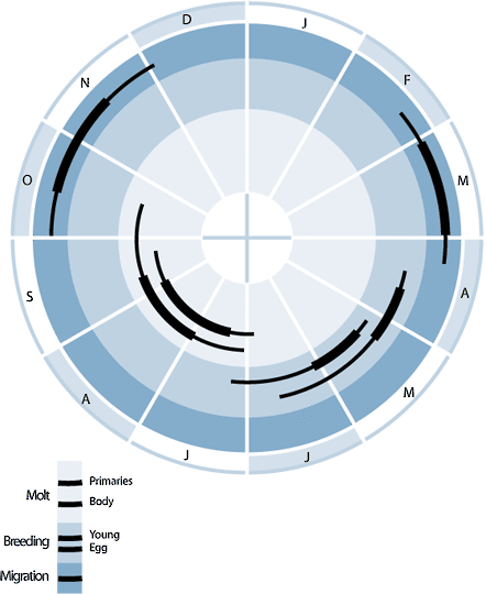 Reproducción - European Starling - Sturnus vulgaris - Birds of the World