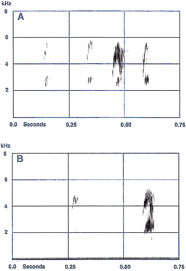 Sonidos y conducta vocal - Poo-uli - Melamprosops phaeosoma - Birds of ...