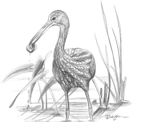 Dieta e Alimentação - Limpkin - Aramus guarauna - Birds of the World