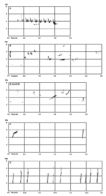 Sounds and Vocal Behavior - Akikiki - Oreomystis bairdi - Birds of the ...