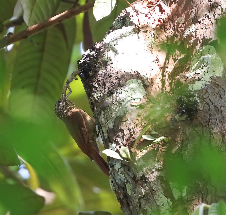 Curve-billed Scythebill (Tupana) - eBird