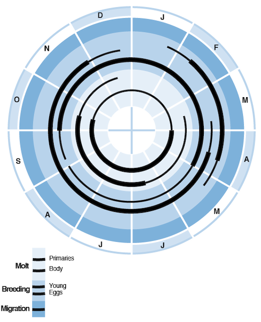 Nidificação - California Condor - Gymnogyps californianus - Birds of ...