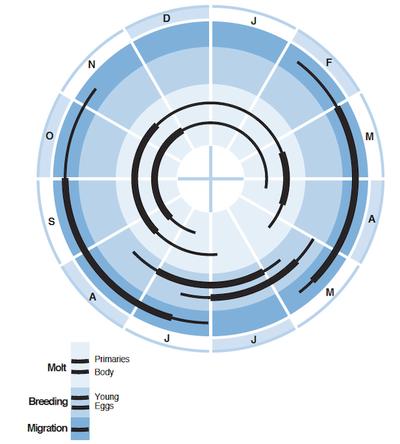 Breeding - Lesser Yellowlegs - Tringa flavipes - Birds of the World