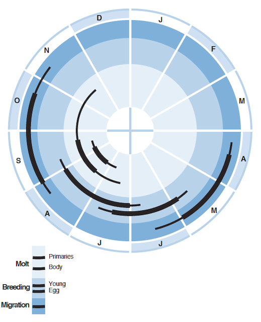 Habitat - Yellow Rail - Coturnicops noveboracensis - Birds of the World