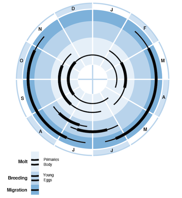 Reproducción - Red Knot - Calidris canutus - Birds of the World