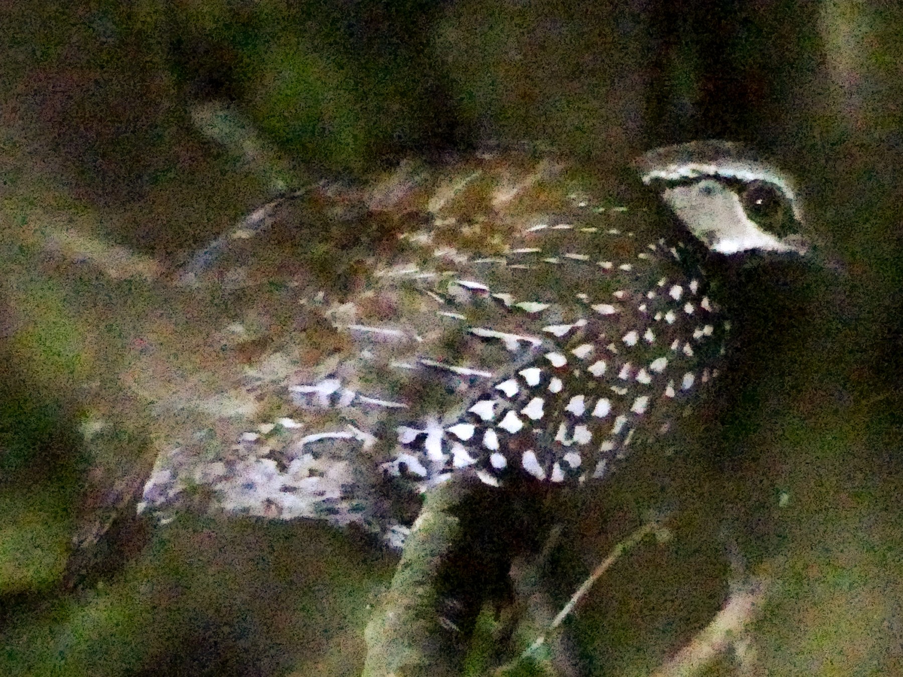 Latham's Francolin - eBird