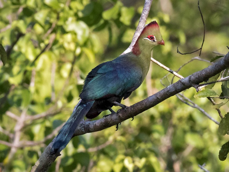 Turaco de Fischer - eBird