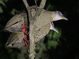 Nkulengu Rail - eBird