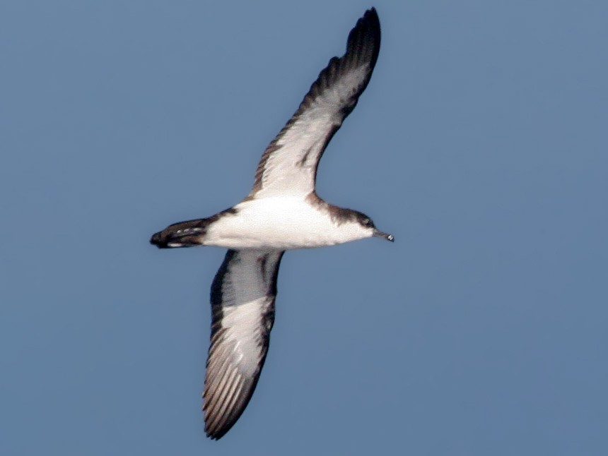 Puffin de Baillon - eBird