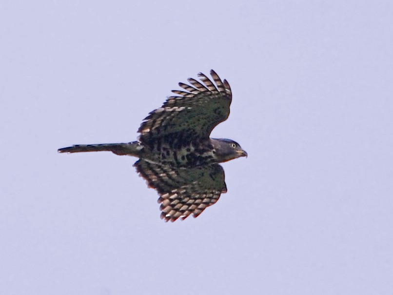 Congo Serpent-Eagle - eBird
