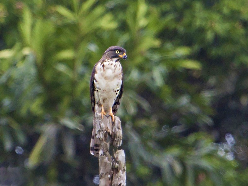 Congo Serpent-Eagle - eBird