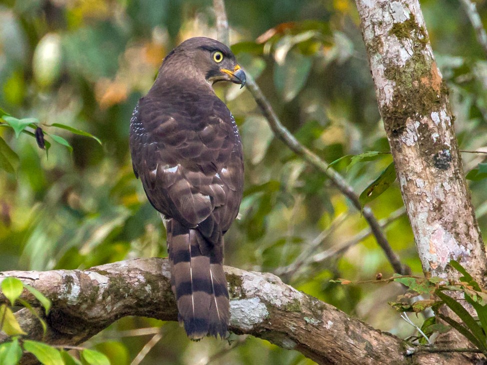 Congo Serpent-Eagle - eBird