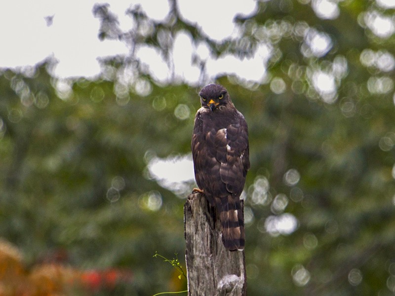Congo Serpent-Eagle - eBird