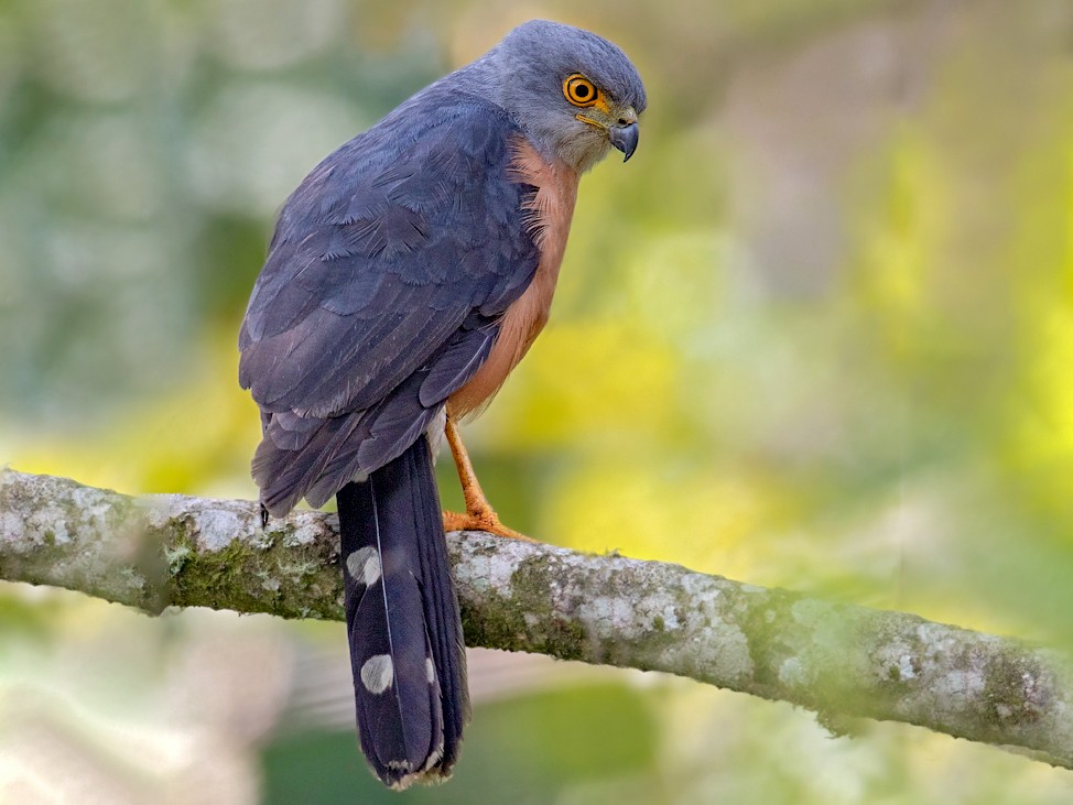 African Goshawk - eBird