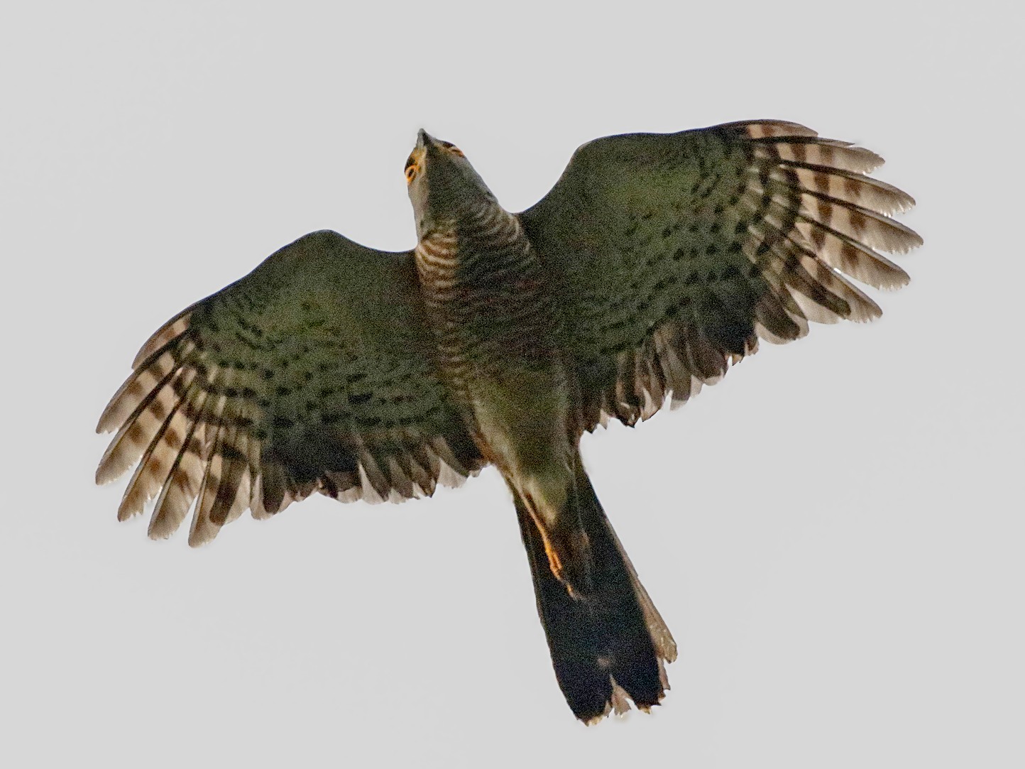 African Goshawk - eBird