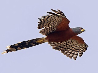 Long-tailed Hawk - eBird