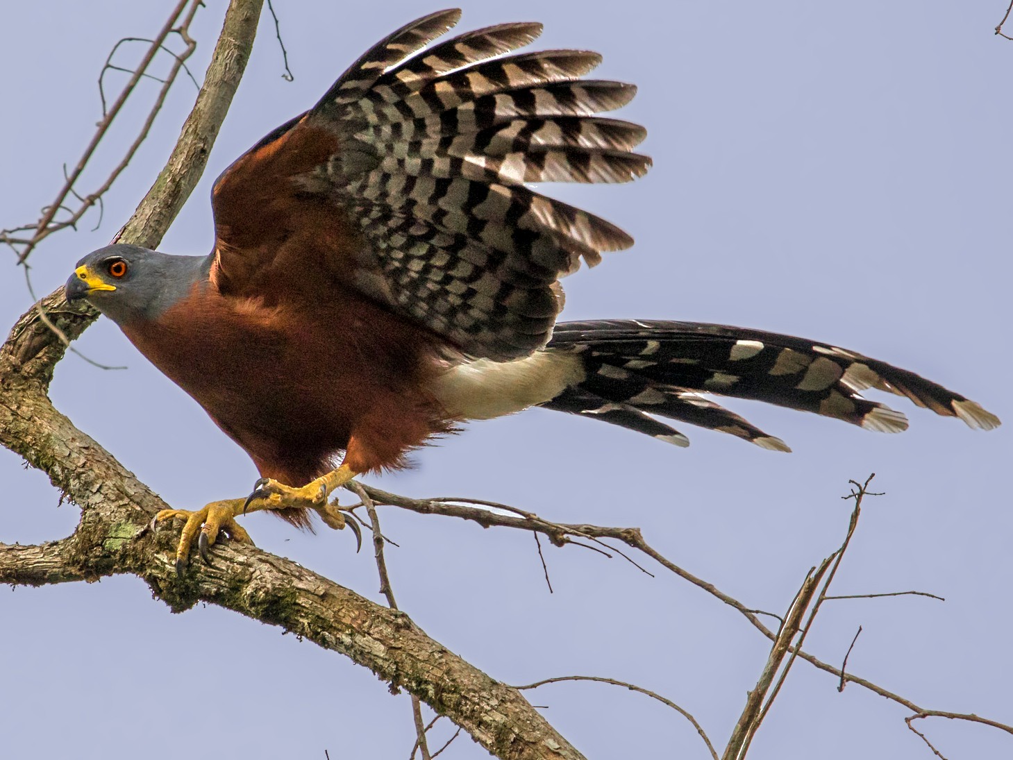 Long-tailed Hawk - eBird