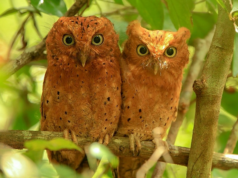 Sokoke Scops-Owl - eBird