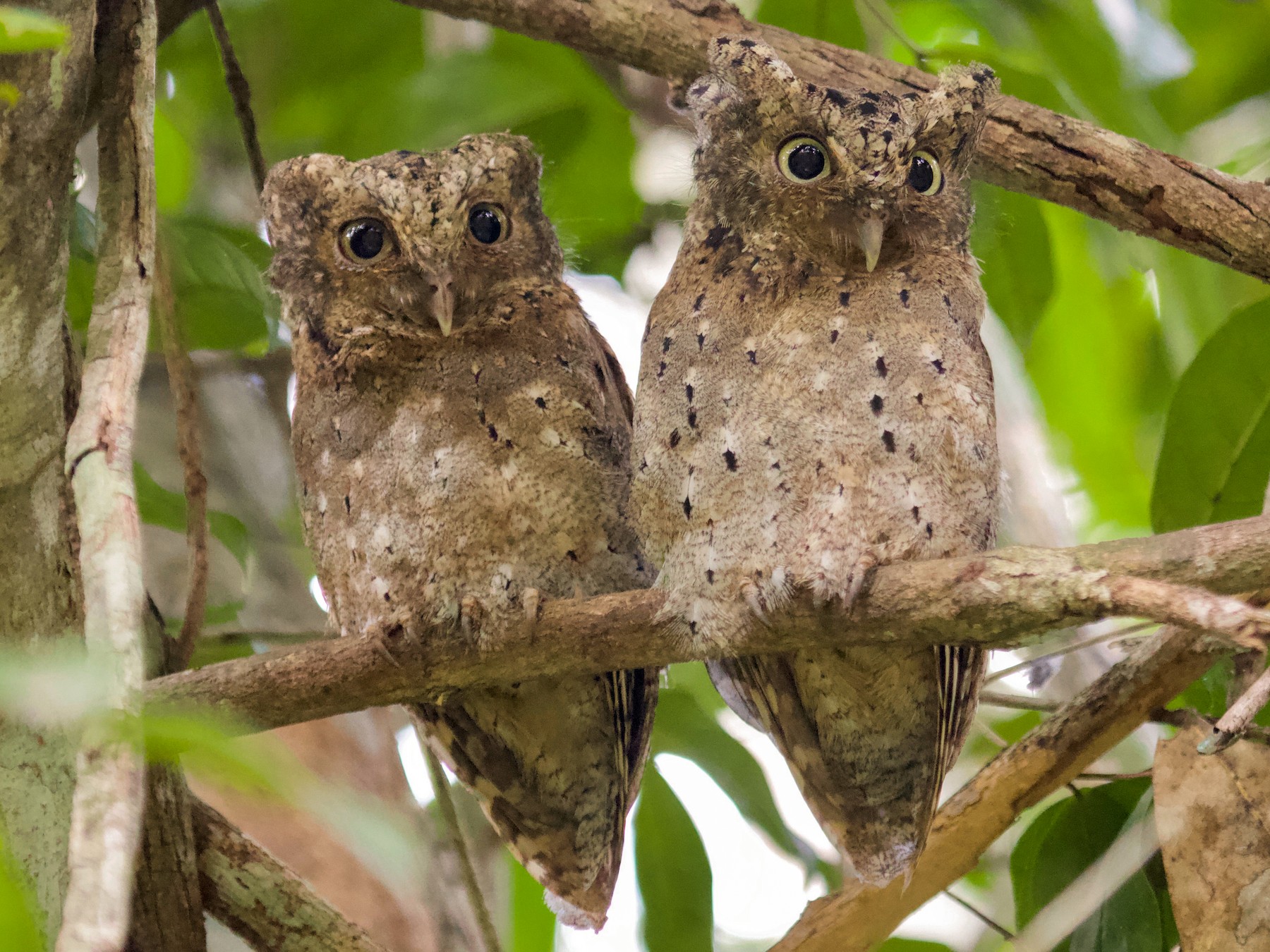 Sokoke Scops-Owl - eBird
