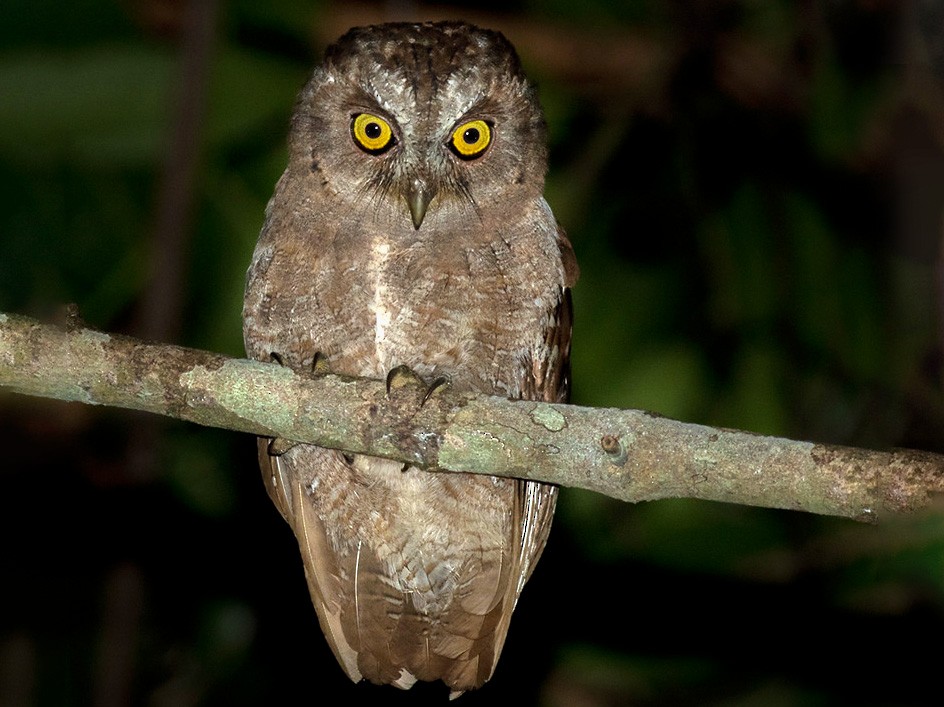 Pemba Scops-Owl - eBird