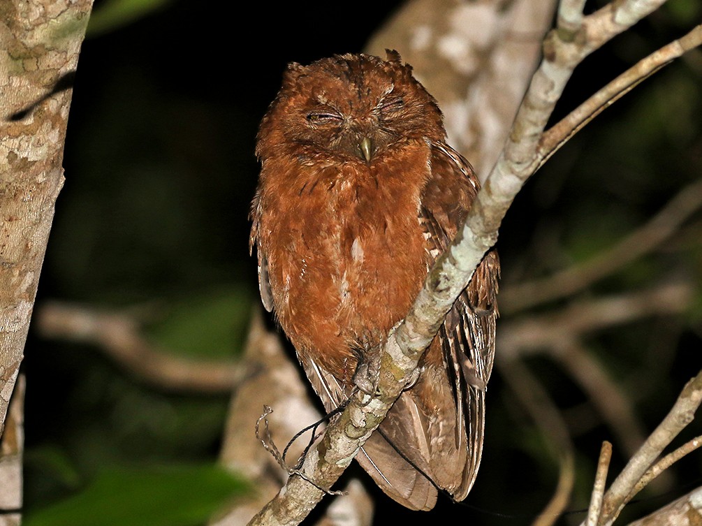 Pemba Scops-Owl - eBird