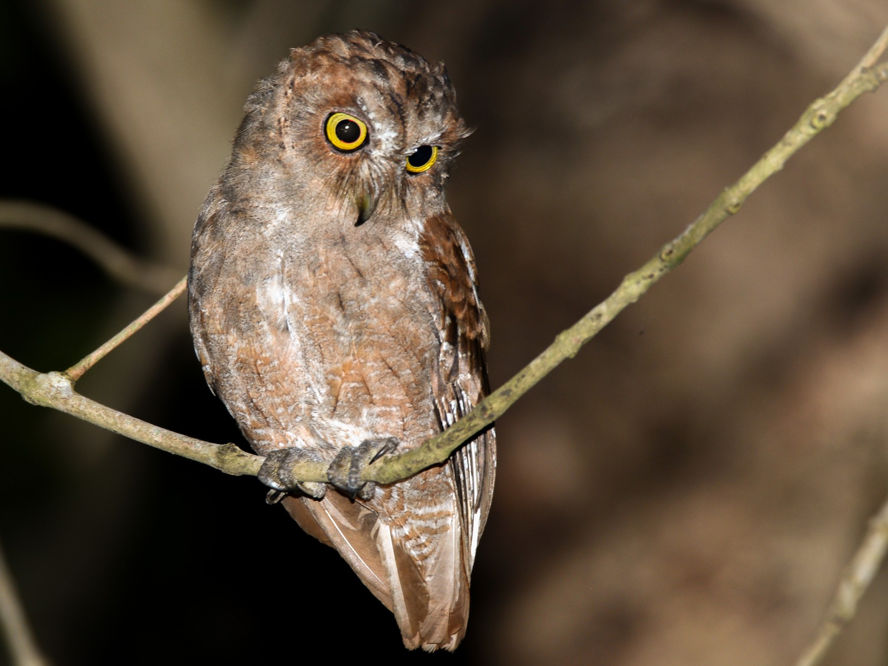 Pemba Scops-Owl - eBird