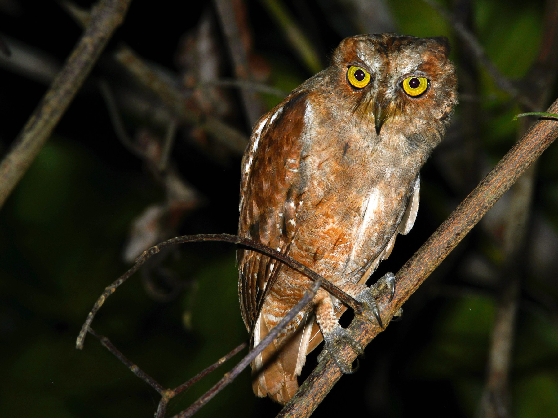 Pemba Scops-Owl - eBird