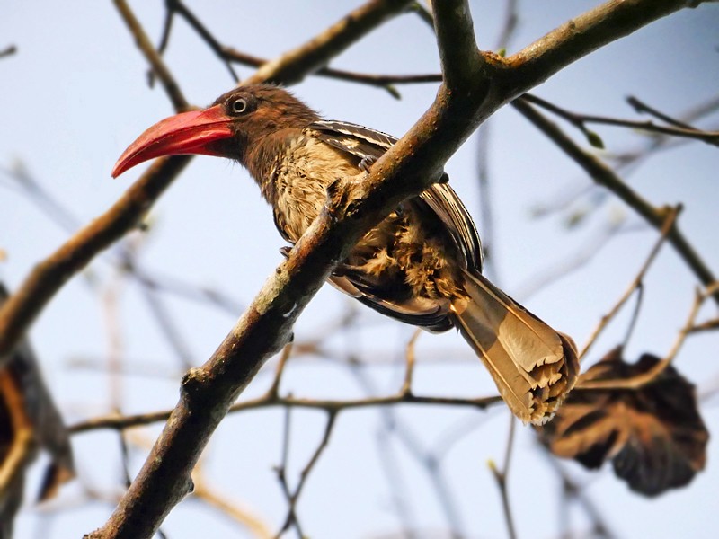 Red-billed Dwarf Hornbill - eBird