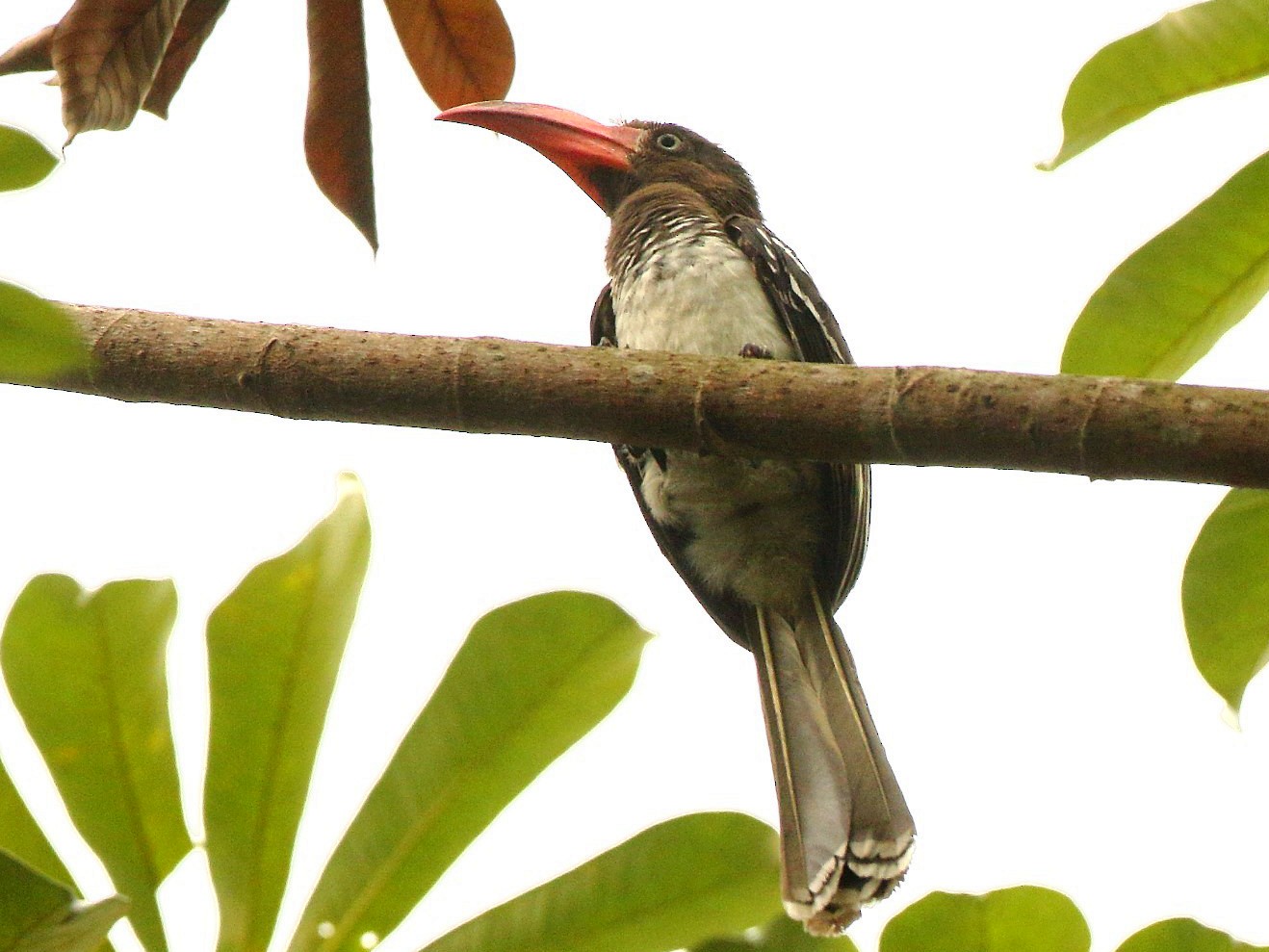 Red-billed Dwarf Hornbill - eBird