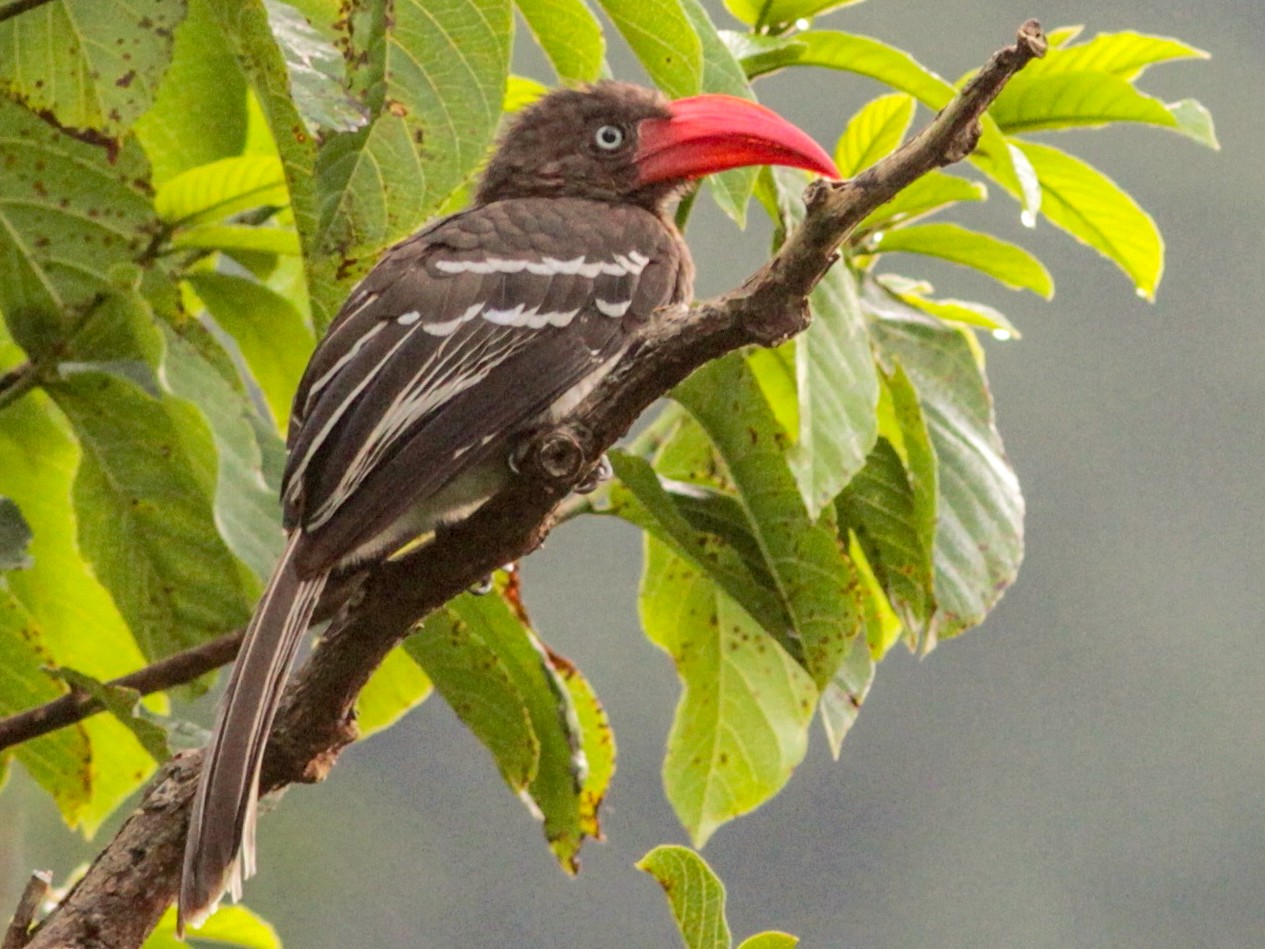 Red-billed Dwarf Hornbill - eBird