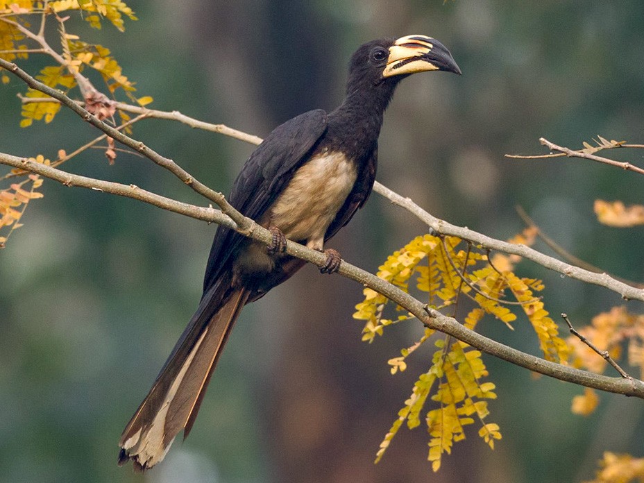 West African/Congo Pied Hornbill - eBird