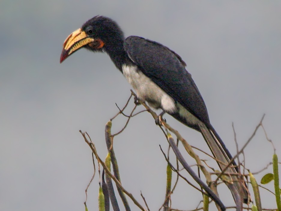 West African/Congo Pied Hornbill - eBird